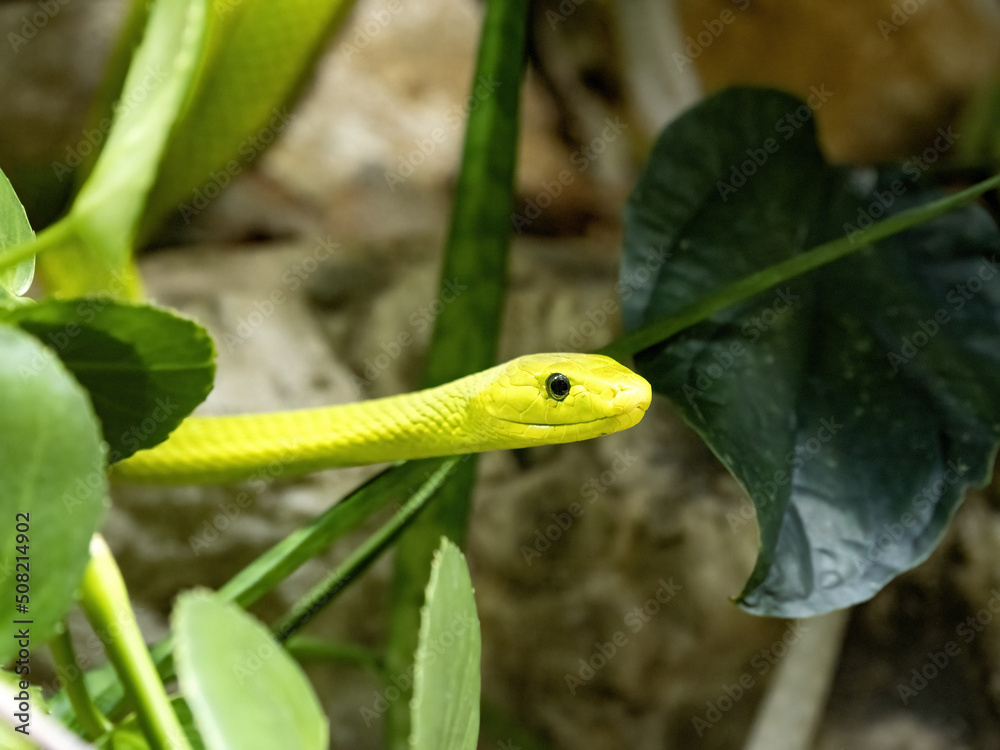 Portrait, Green Mamba, Dendroaspis angusticeps intermedius, one of the ...