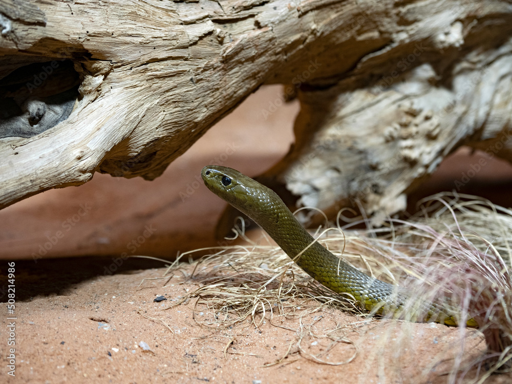 Inland taipan, Oxyuranus microlepidotus, is one of the most venomous ...