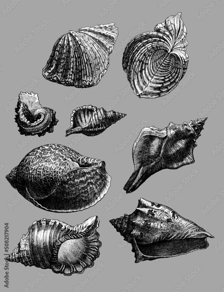 Set of seashells, different types like gastropods, bivalves, tusk ...