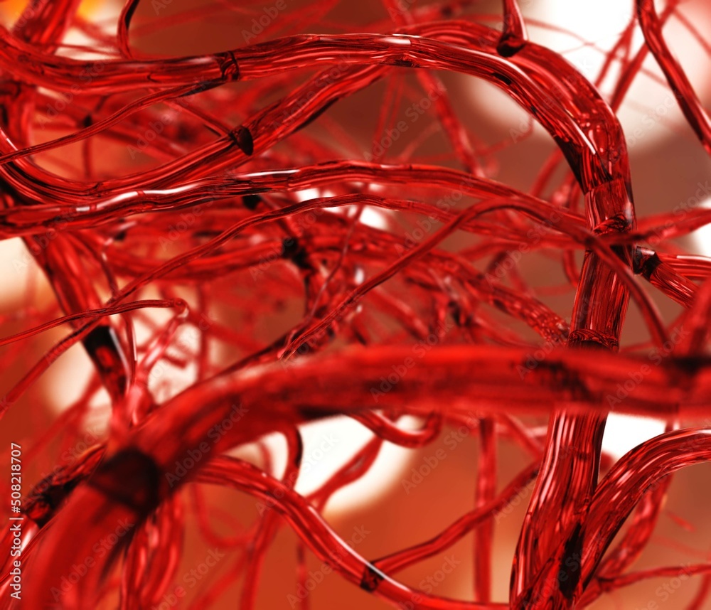 Blood vessels, circulatory system, veins and arteries, 3D rendering ...