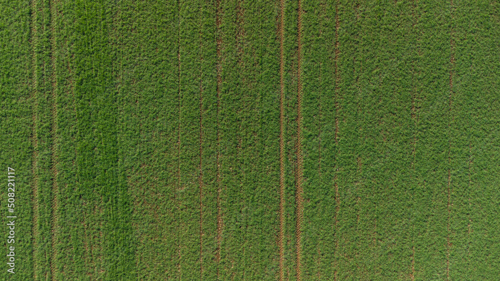 Green field with lines, rows or columns. Top down, aerial photo, by ...