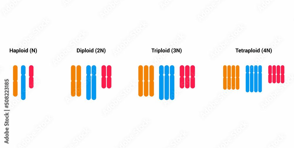 haploid diploid triploid tetraploid vector illustration Stock Vector | Adobe Stock