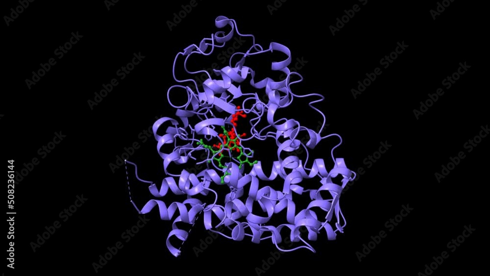 Crystal structure of human P450 3A4 in complex with erythromycin (red ...