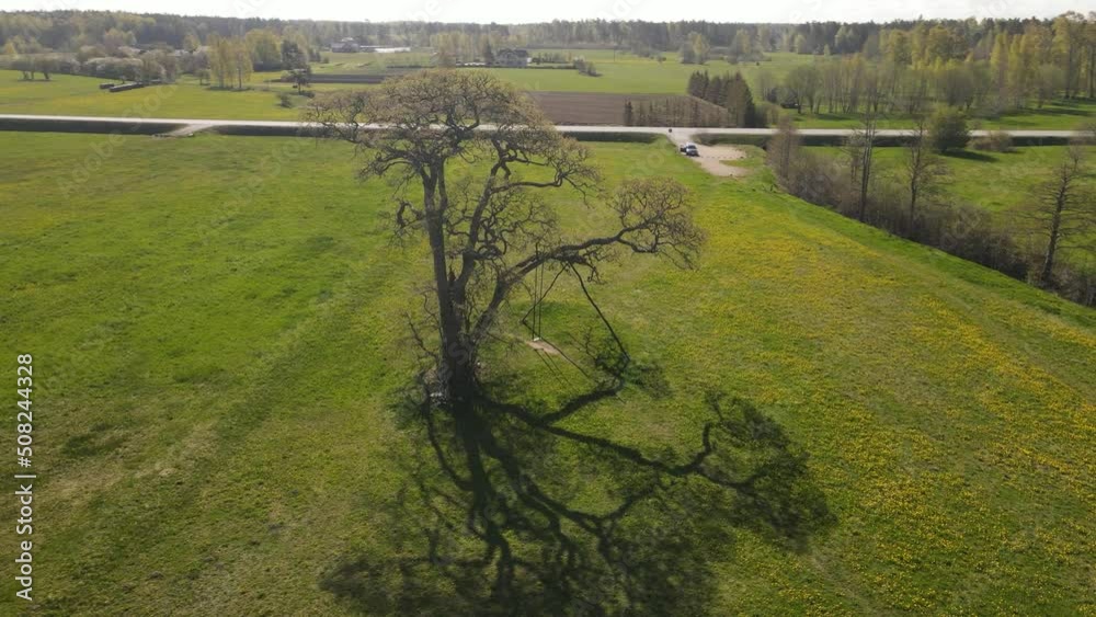 Flying around a single big tree with wooden swings hang on it in a ...