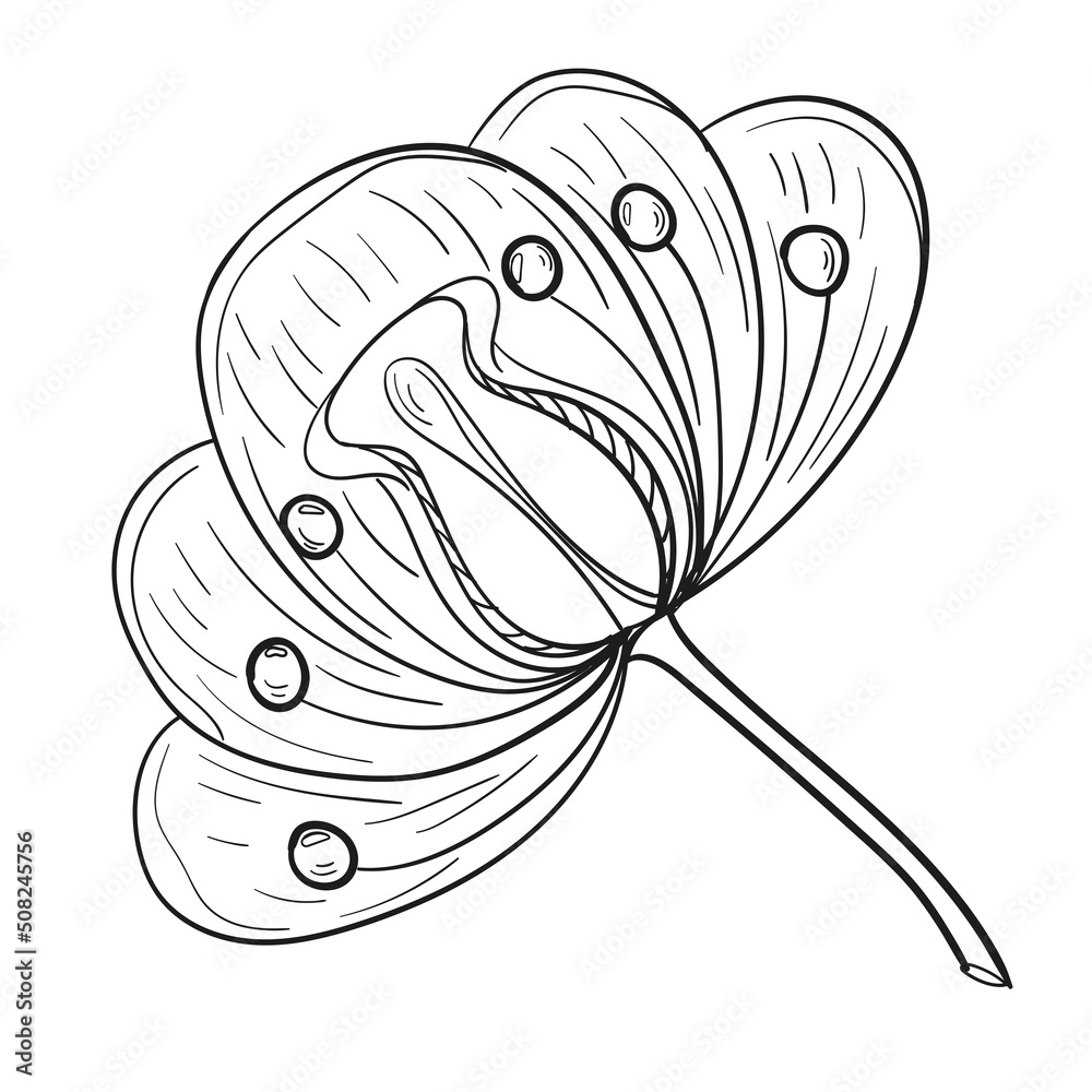 Outline flower hand drawing vector illustration isolated on white Stock ...