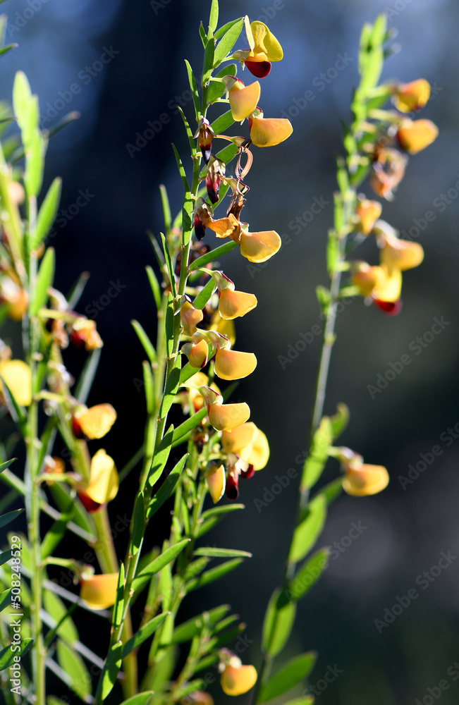 Yellow and red flowers of the Australian native pea Bossiaea ...