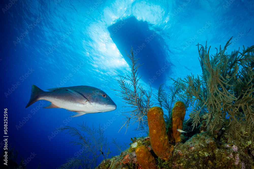 An underwater scene where a mutton snapper fish swims over a tropical ...