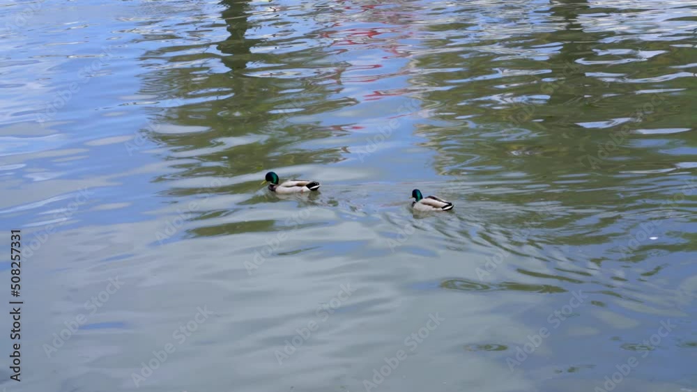 Two small ducks swimming on river.Ducklings on the wild Stock Video ...