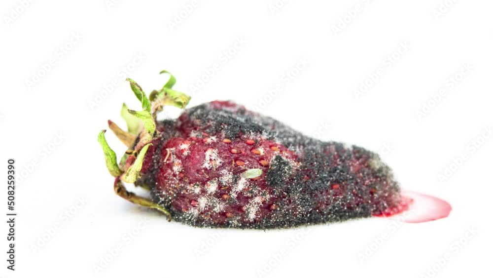 Red Strawberry Rotting on White Background. Time Lapse Shot of Red ...
