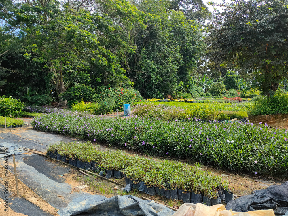 MUAR, MALAYSIA -MAY 4, 2022: Tropical plants are grown in a plant ...
