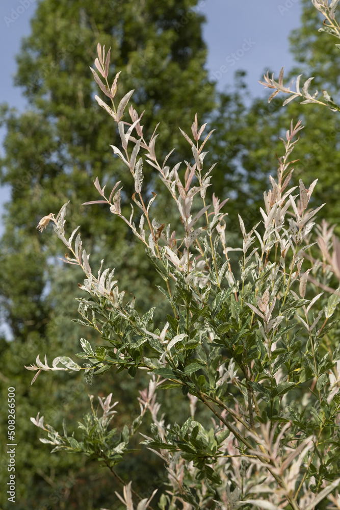 Salix integra 'Hakuro-Nishiki' Stock Photo | Adobe Stock