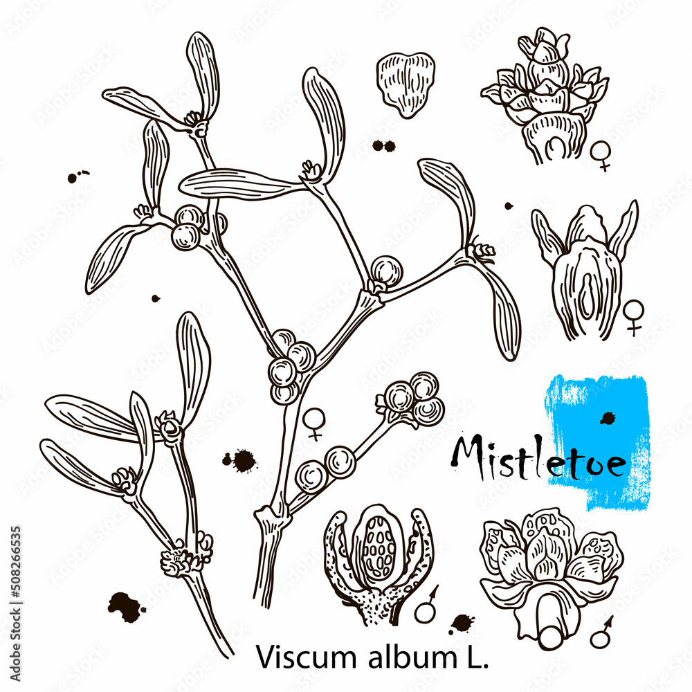 Mistletoe hand drawn ink botanical illustration. Vector black and white ...