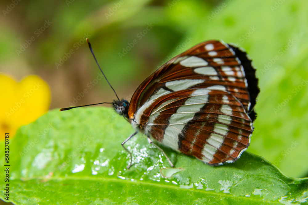 Pallas sailer or common glider butterfly, Neptis sappho, guarding its ...