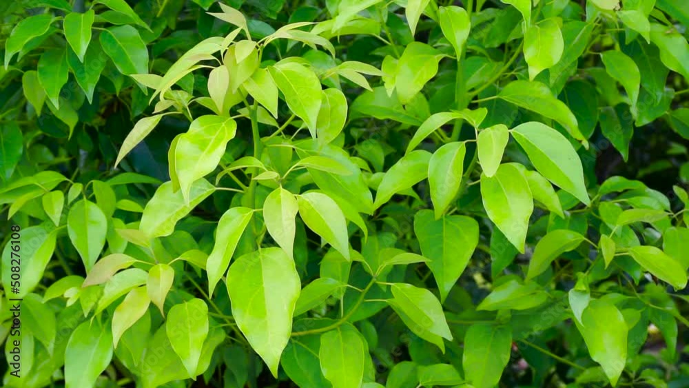 A close up shot of camphor laurel leaves. Cinnamomum camphora is a ...