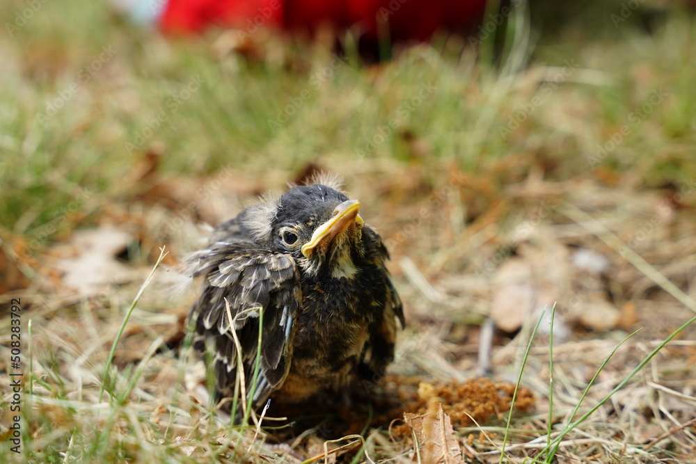 Fledgling Robin