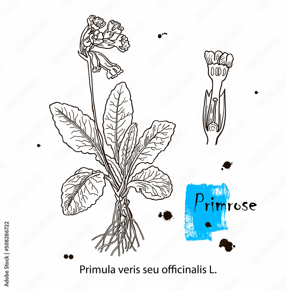 ภาพประกอบสต็อก The Picture is showing a parts of Primrose plant. There ...
