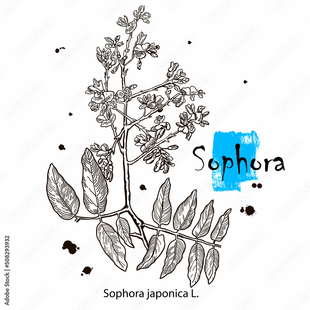 Colored Shrubby Sophora in Hand Drawn Style. Vector Illustration of ...