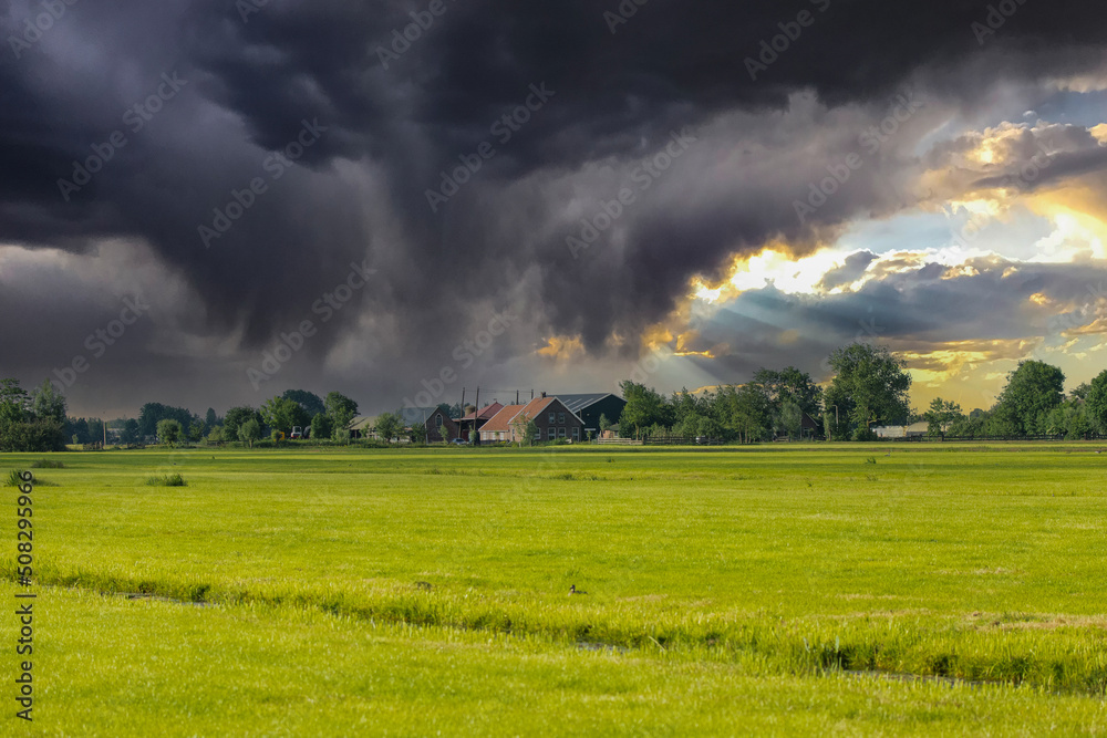 Dutch meadow landscape Zaans Rietveld, Alphen aan den Rijn with juicy ...