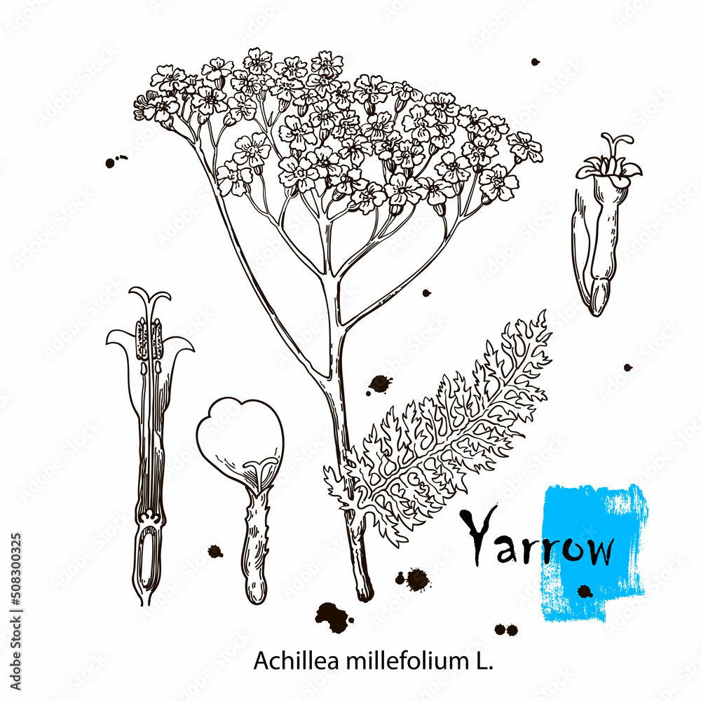 Yarrow. Vector hand drawn plant. Botanical plant illustration. Vintage ...