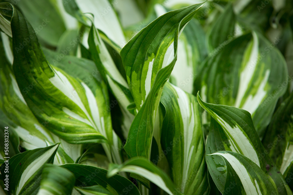 Green bush Hosta. Hosta leaves. Beautiful Hosta leaves background ...