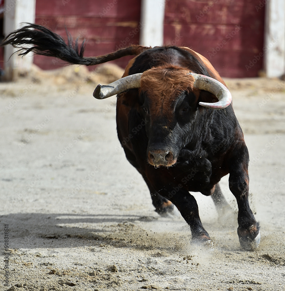 toro español con grandes cuernos en una corrida de toros Stock Photo ...