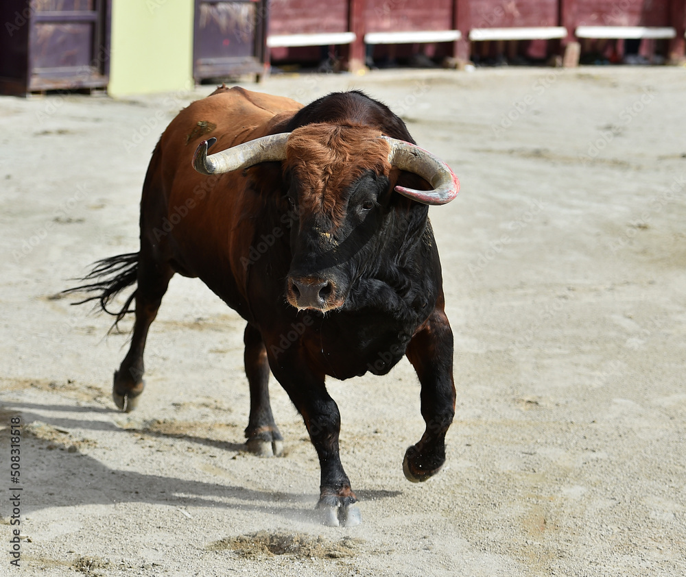 toro bravo español en una plaza de toros durante un espectaculo de ...