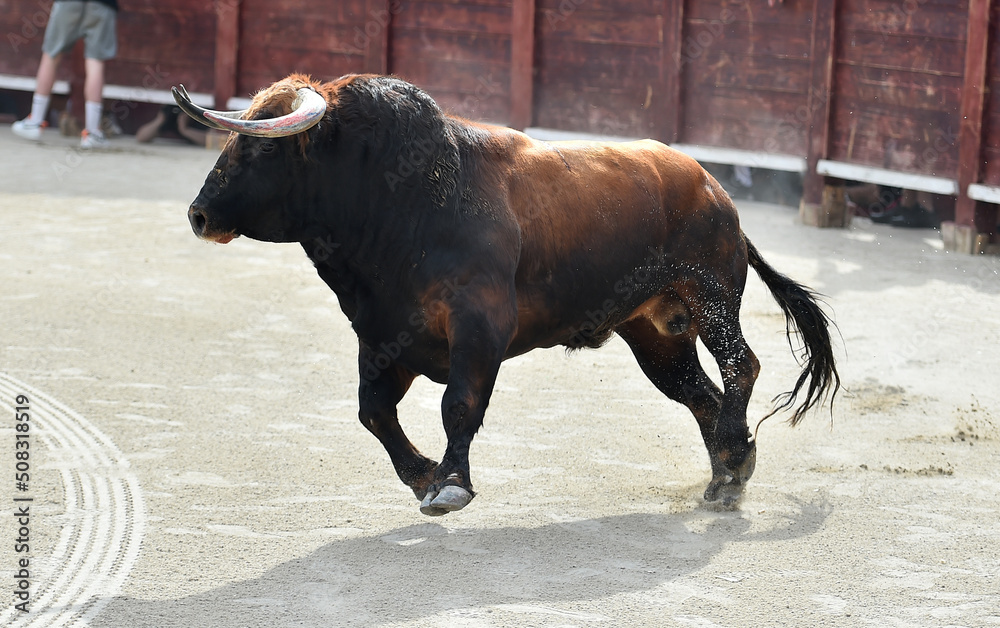 toro bravo español en una plaza de toros durante un espectaculo de ...