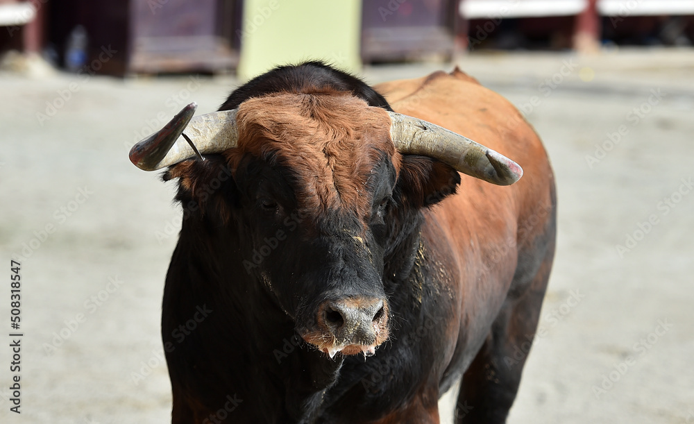 toro bravo español en una plaza de toros durante un espectaculo de ...