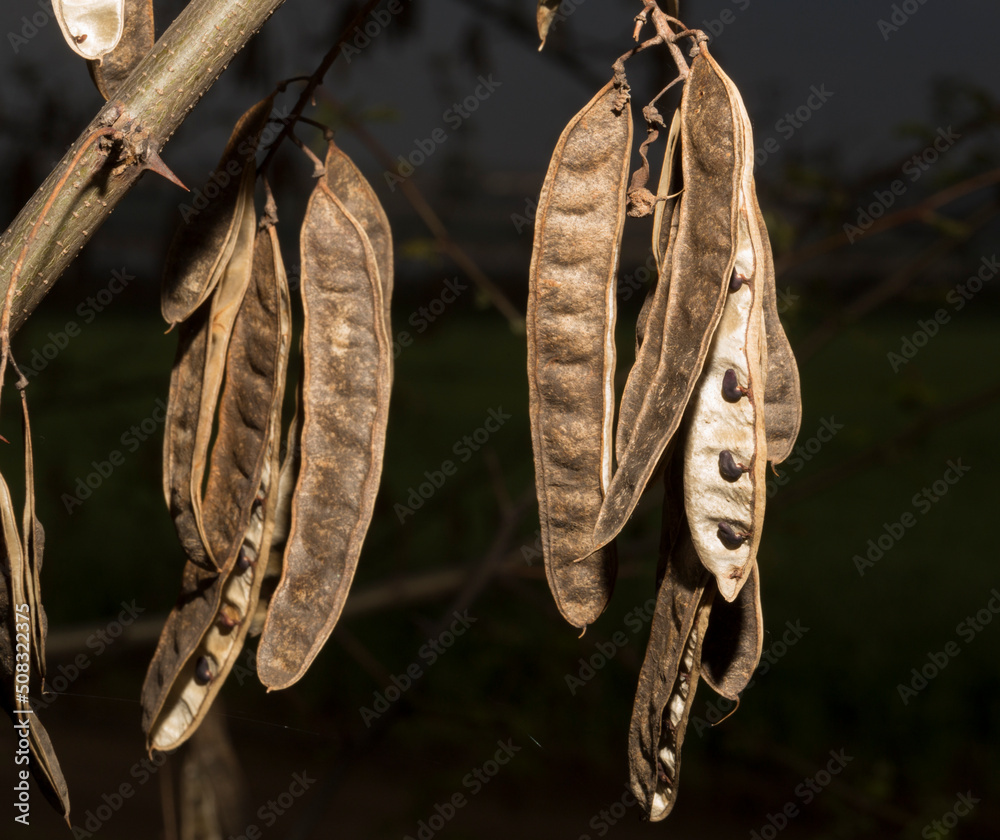 Robinia pseudoacacia, commonly known in its native territory as black ...