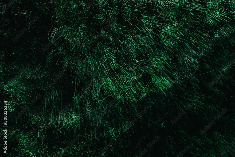 Texture grass. Pattern texture of leaves. Plants texture for designers ...