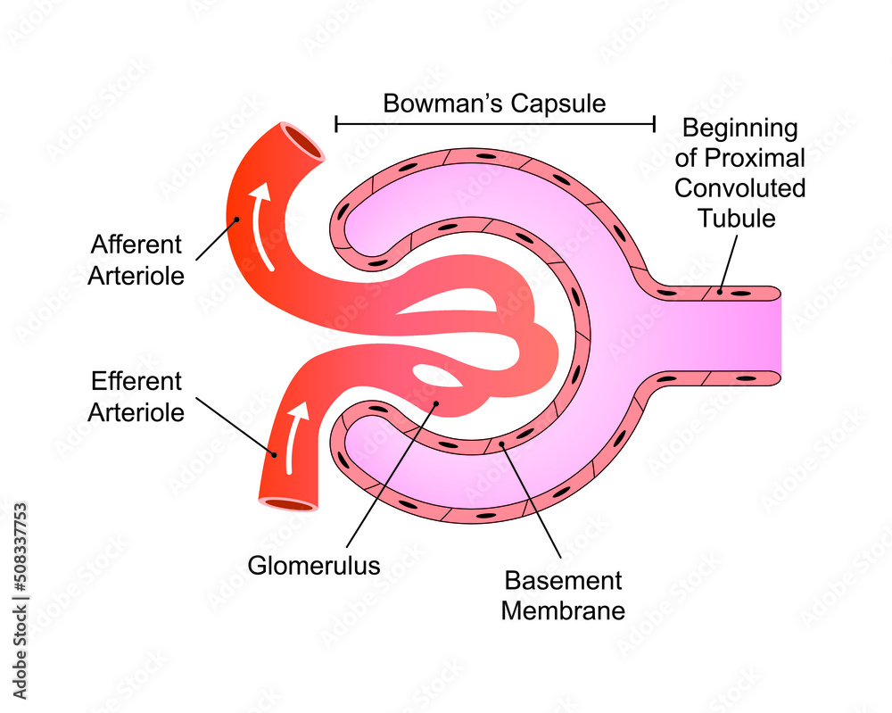 Vetor de Scientific Designing of Bowman's Capsule Structure. Colorful ...