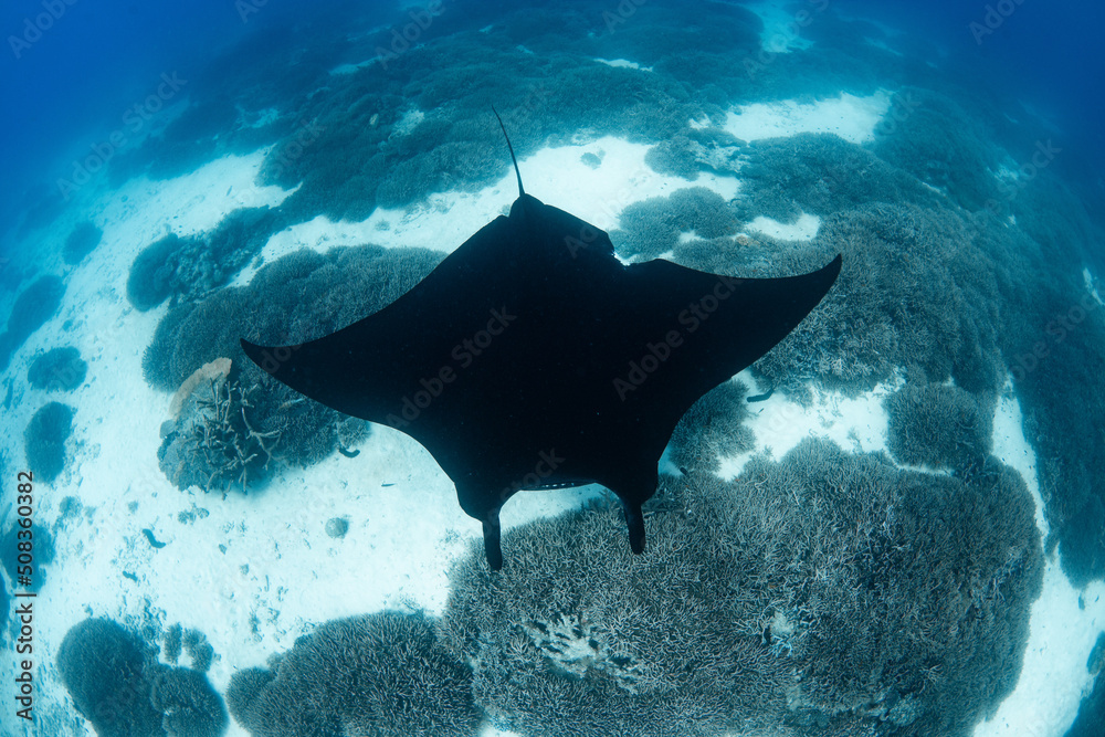 beautiful manta ray swimming in the clear ocean near the surface in ...