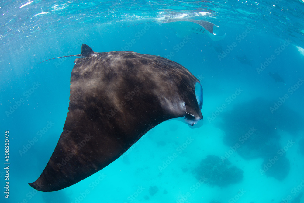 beautiful manta ray swimming in the clear ocean near the surface in ...