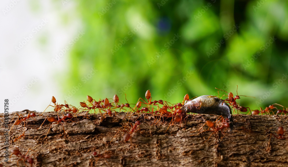 Ants help unity in carrying food (small fish), Concept team work ...