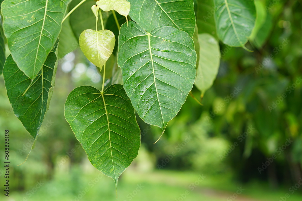 green bodhi leaf background The tree where the Buddha passed away Stock ...