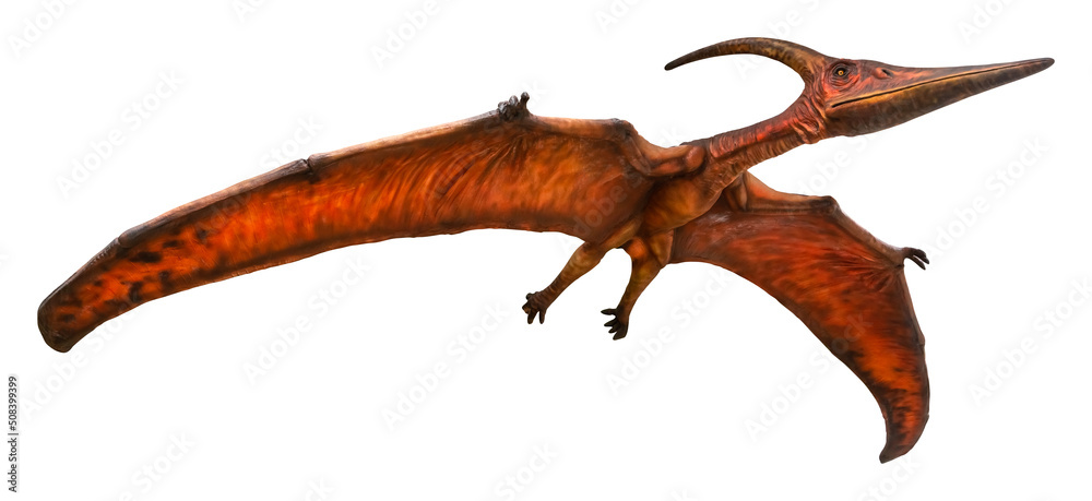 Pteranodon is flying. Pteranodon is a genus of Pterosaur and lived ...