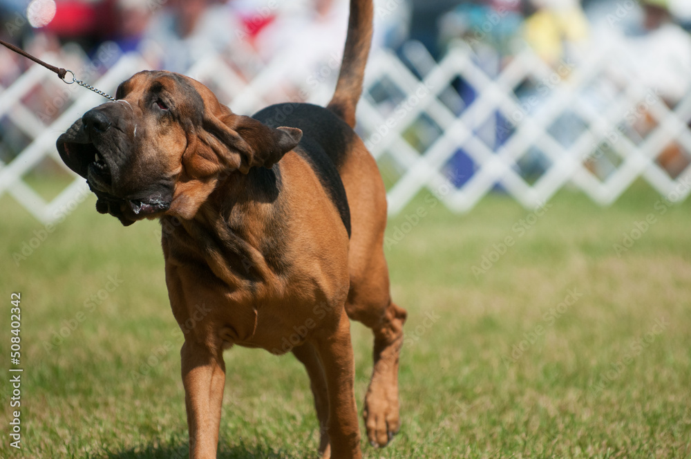 Bloodhound walking in dog show ring with wrinkly face flopping around ...