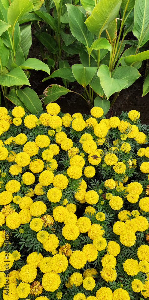 Chrysanthemum parthenium. Tanacetum parthenium golden ball. Flower bed ...