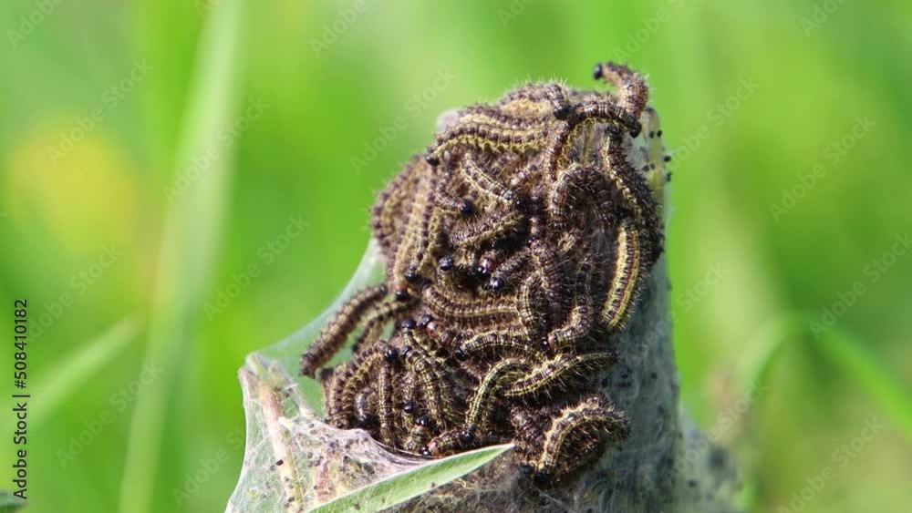 Nest with Tortoiseshell butterfly caterpillars on a common stinging ...