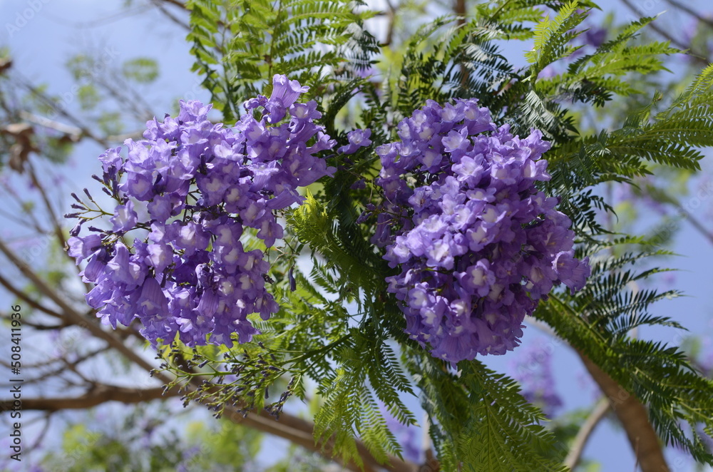 Branches of Jacaranda with purple flowers surrounded by green carved ...