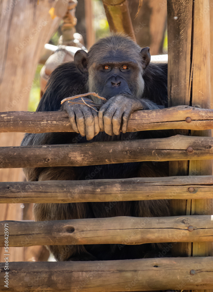 Image of a monkey watching. Image that reminds us of the monkeypox ...