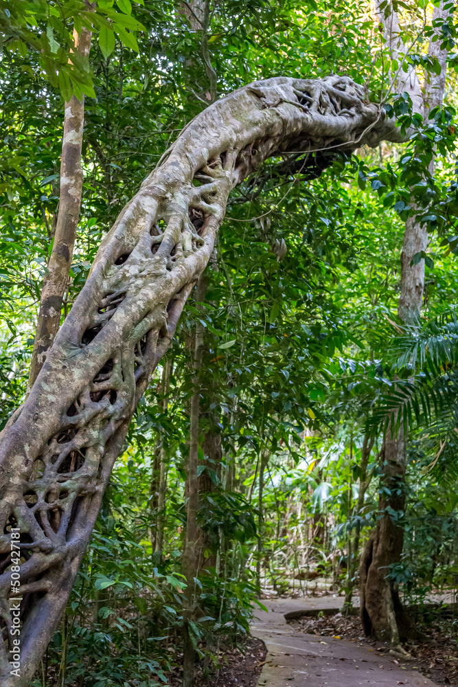 Rainforest Strangler Fig Tree