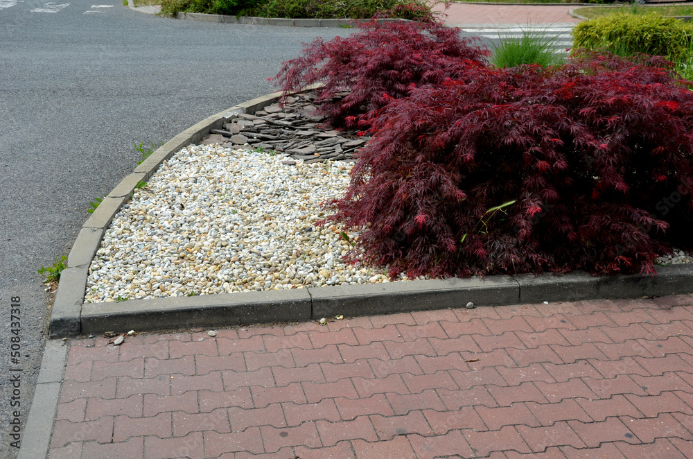 Maple medium fast growing cultivar reaching a height of 4m and a width ...