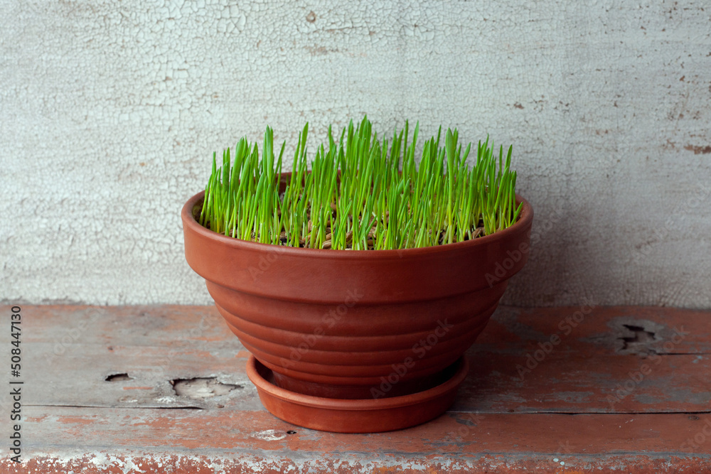 Green grass grows in a ceramic flower pot. Growing cat grass at home ...