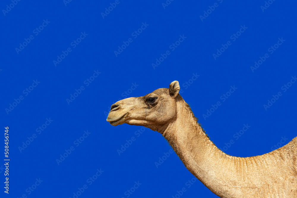 Camel head against blue background for illustration with copy space ...