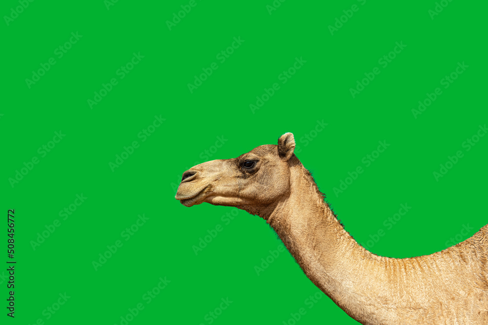 Camel head against green background for illustration with copy space ...