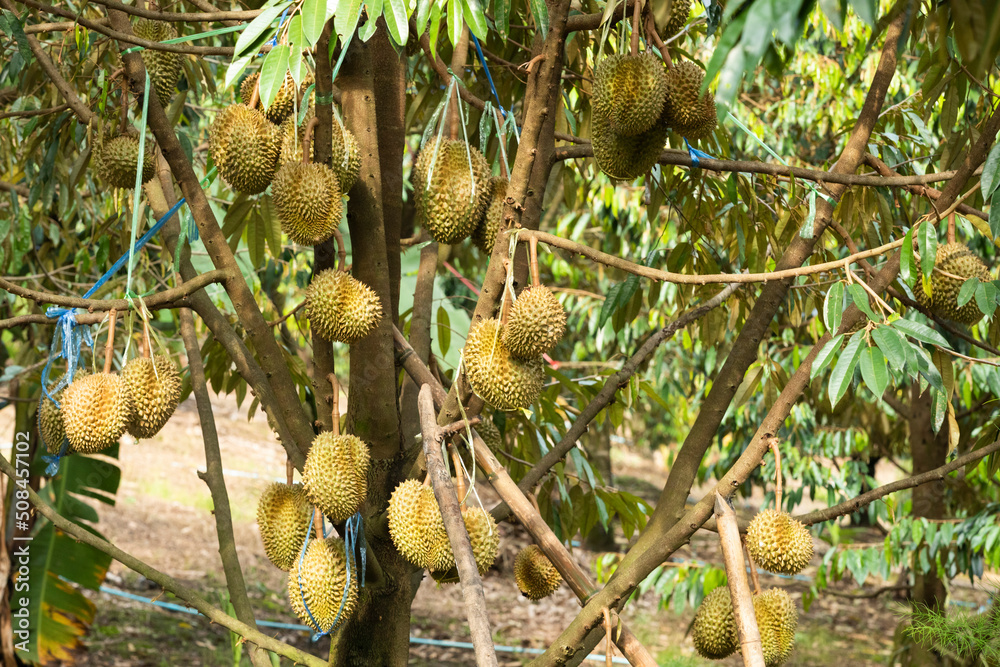 Monthong durian tree with full fruit in garden, Um Phang, Tak, Thailand ...