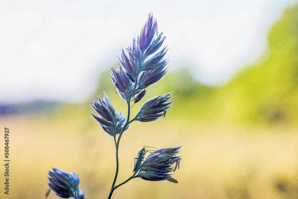 various insects on a orchard grass plant in the light of sun rays with ...