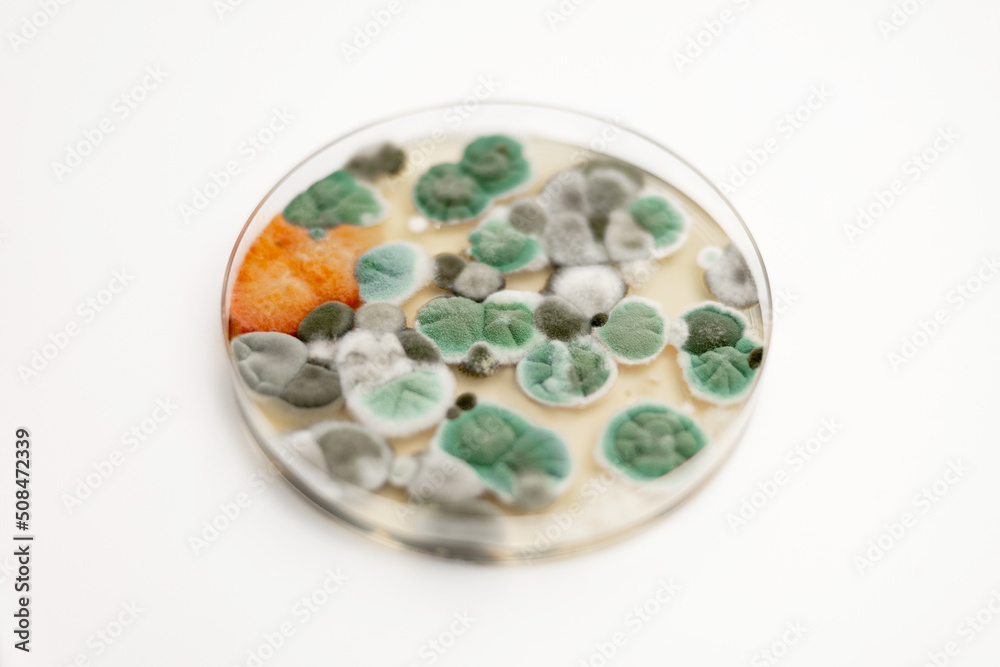 Mold samples on white background. A petri dish with colonies of ...