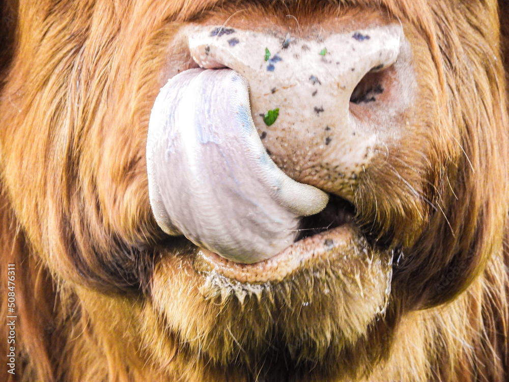 Norman is a Scottish Bull living his best life for more than 20 years ...